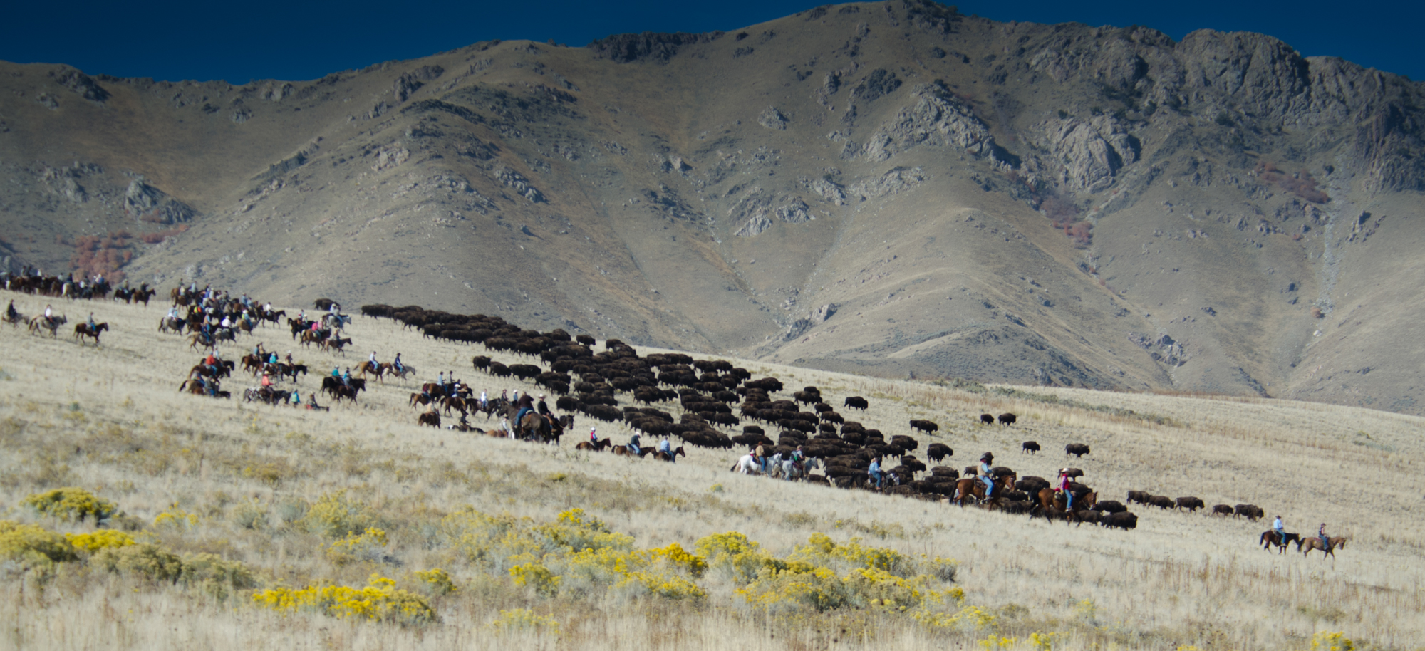 Antelope Island Bison | Where do Bison live | Visit Utah