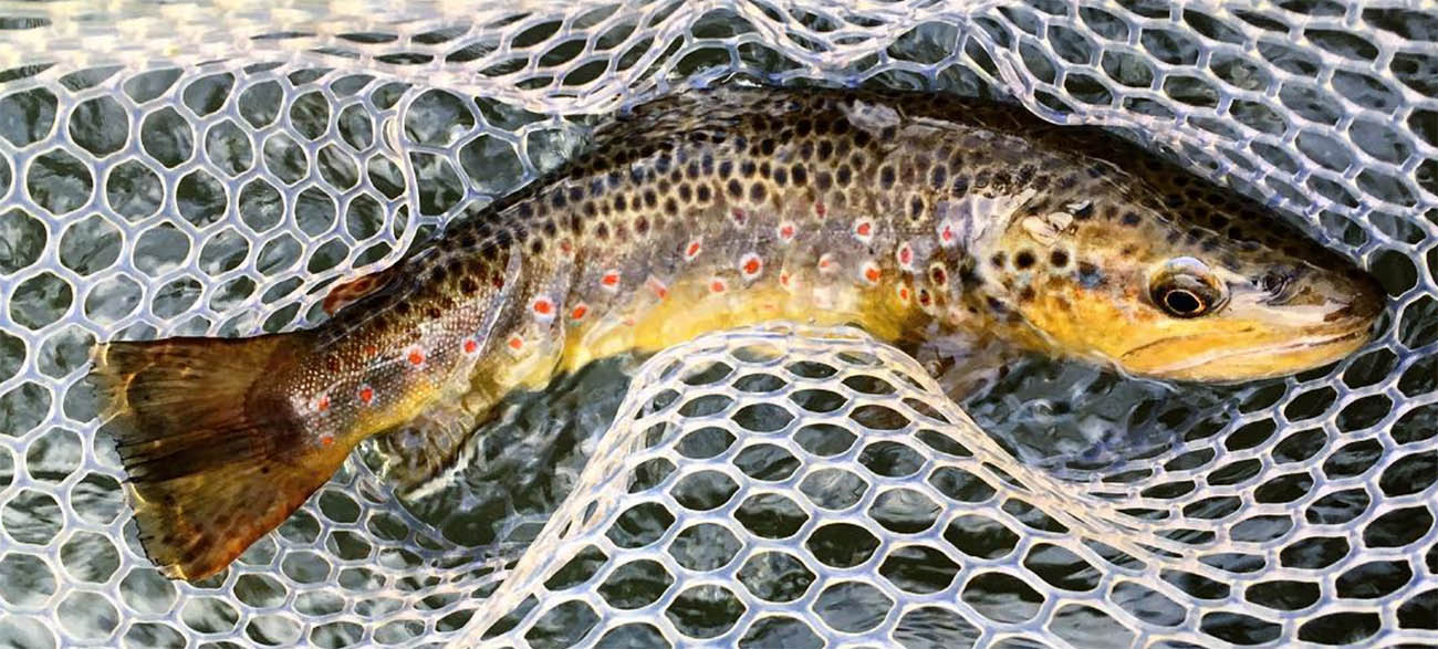 Best Places to Fish - Trout Fishing in Utah | Visit Utah