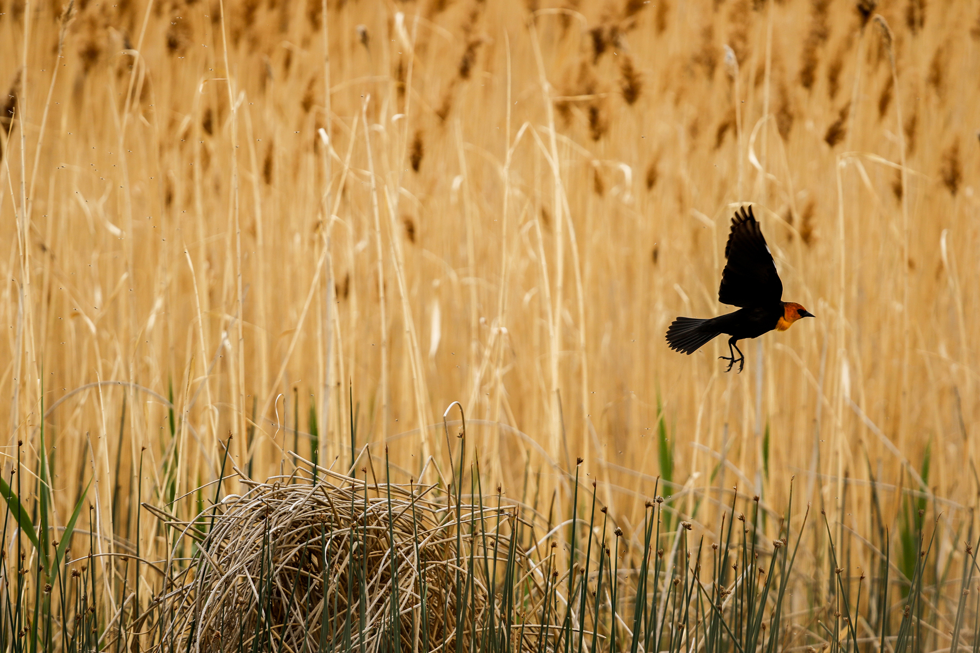 Wild Animals in Utah — Birding and Wildlife Watching | Visit Utah
