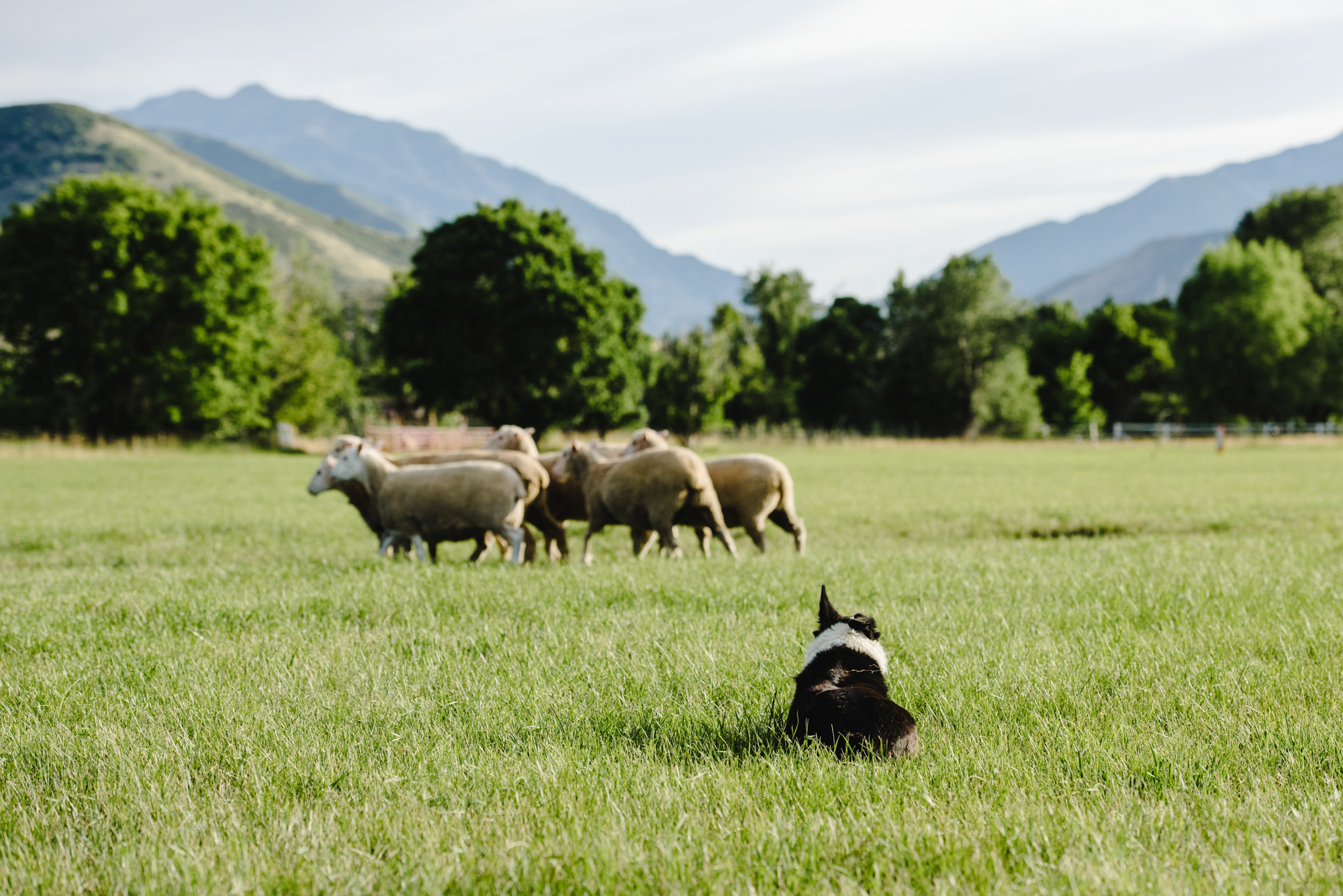Soldier Hollow Classic Sheepdog Competition | Visit Utah
