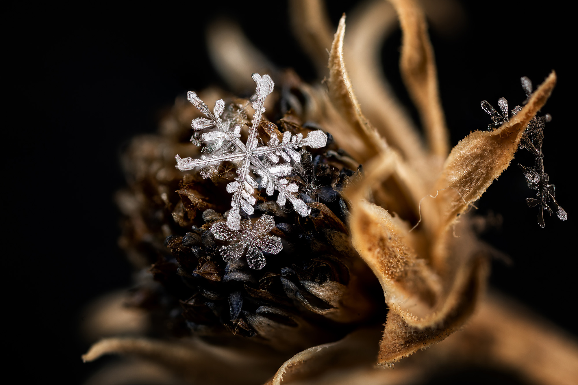 How to Photograph Snowflakes — Nature’s Fleeting Work of Art | Visit Utah